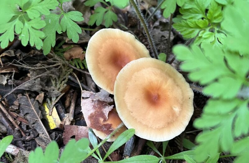 Seattle: Snoqualmie Falls and Twin Falls Guided Tour - Final Thoughts