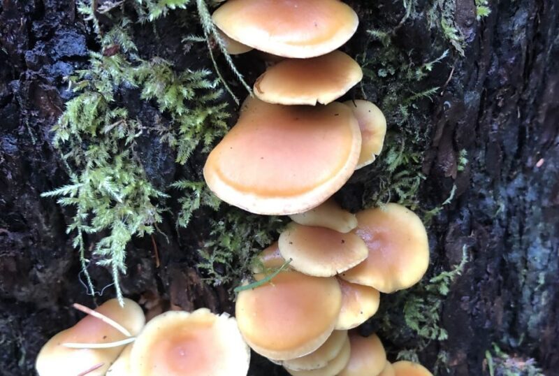 Seattle: Snoqualmie Falls and Twin Falls Guided Tour - FAQ