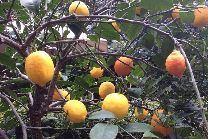 Secret Gardens of London Private Tour - A Detailed Look at the Itinerary