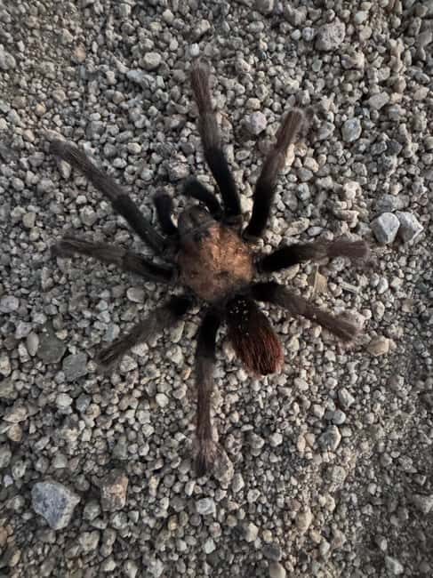 Sedona Night Hike and Stargazing Tour - Who Will Love This Tour?