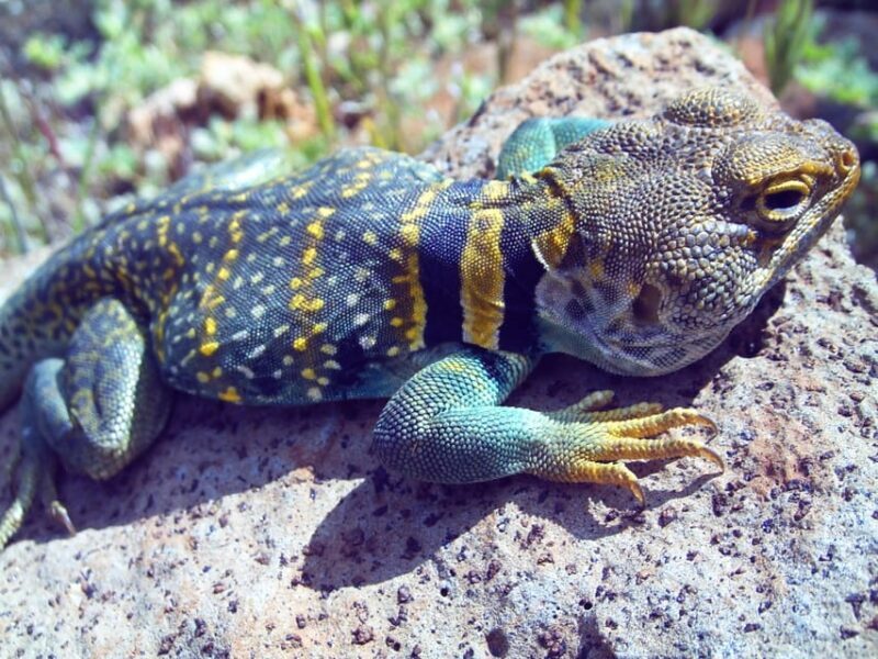 Sedona: PRIVATE Pavement 2-Hour Highlights Jeep Tour - A Deep Dive Into the Tour Experience