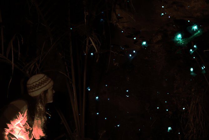 See Auckland's Secret Glow Worms - An In-Depth Look at This Glow Worm Tour