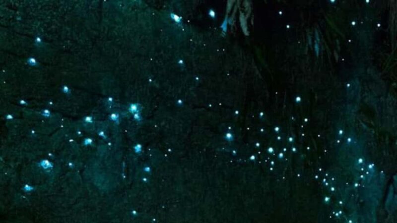 See Auckland's Secret Glow Worms - See Aucklands Secret Glow Worms: A Nighttime Adventure in Nature
