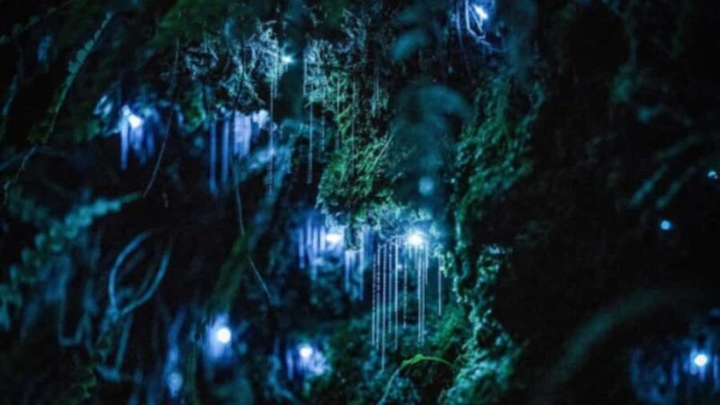See Auckland's Secret Glow Worms - Practical Details and What to Keep in Mind