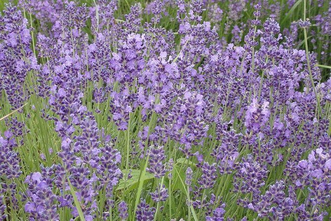 See the Hungarian Sea: Lake Balaton - Return to Budapest