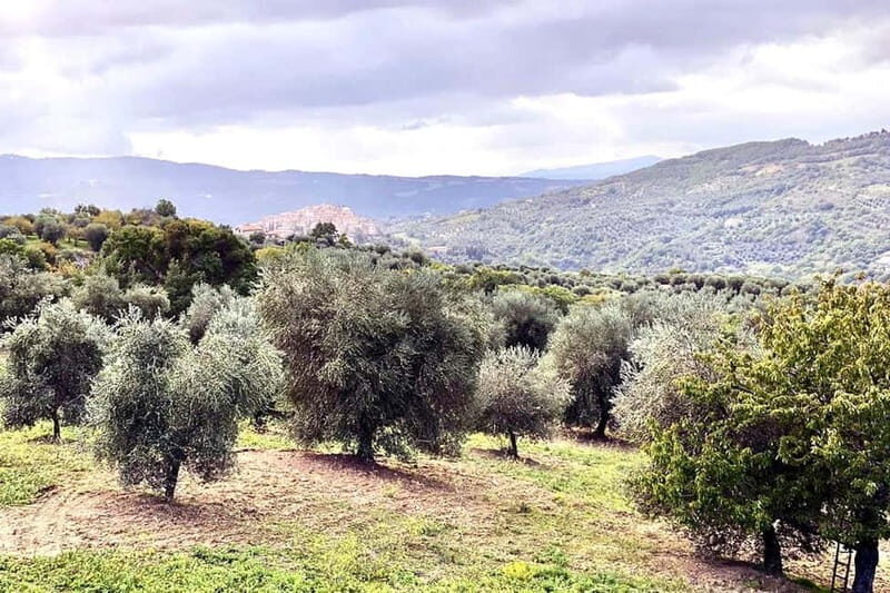 Seggiano: Guided Tour of the Olive Grove and Food Tasting - A Closer Look at the Tour Experience
