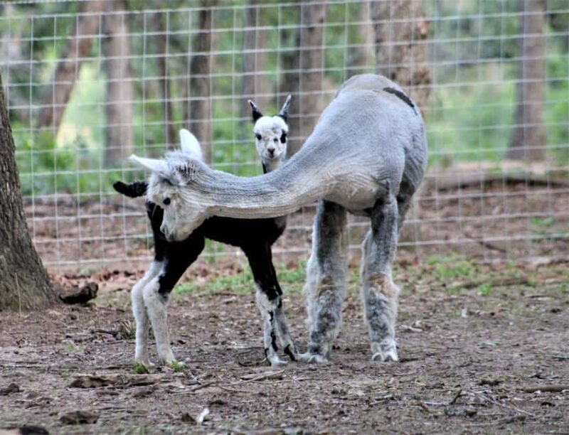 Seguin: Alpaca Experience and Adventure Tour - Key Points