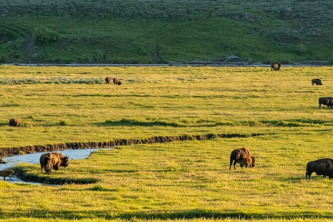 Self-Guided Audio Driving Tour in Yellowstone National Park - The Practical Benefits
