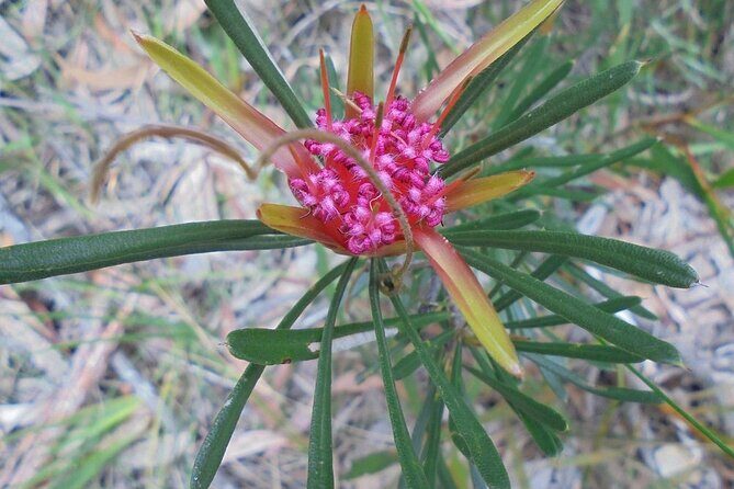 Self Guided Electric Bicycle Tour of Bundanoon - Authentic Insights from Reviews