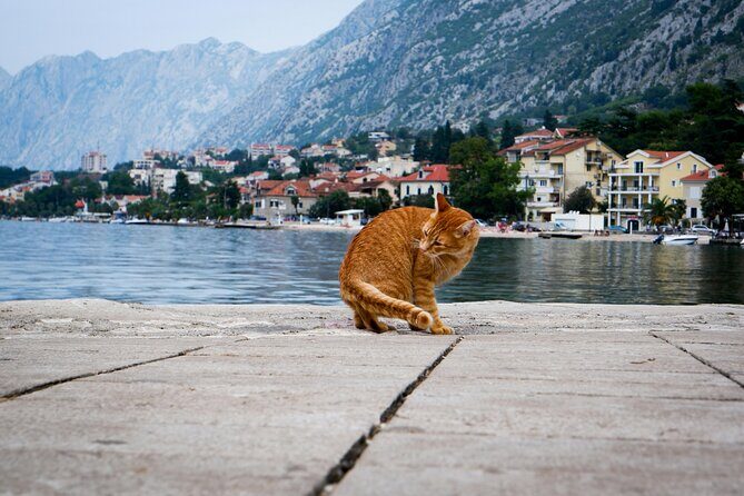 Self Guided Stroll Through Old Town of Kotor - Who Is This Tour Best For?