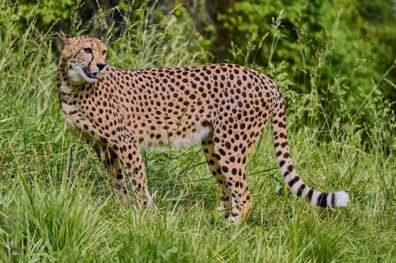 Selwo Aventura Admission Ticket with Skip-the-Line Access - Key Points