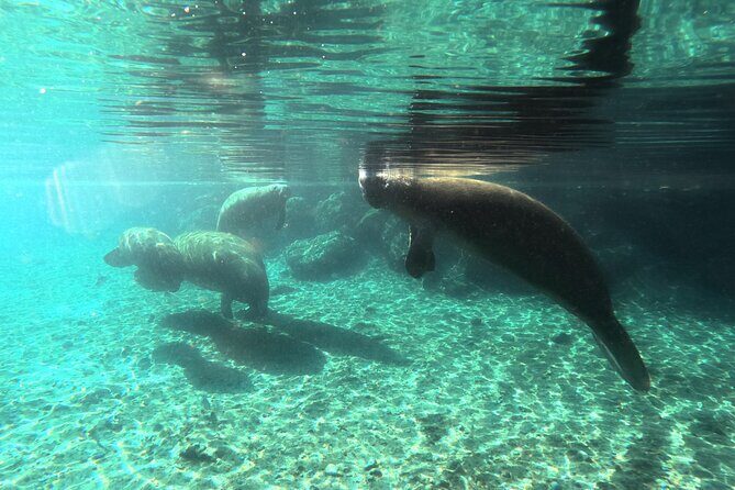 Semi Private Manatee Swim Tour - The Sum Up