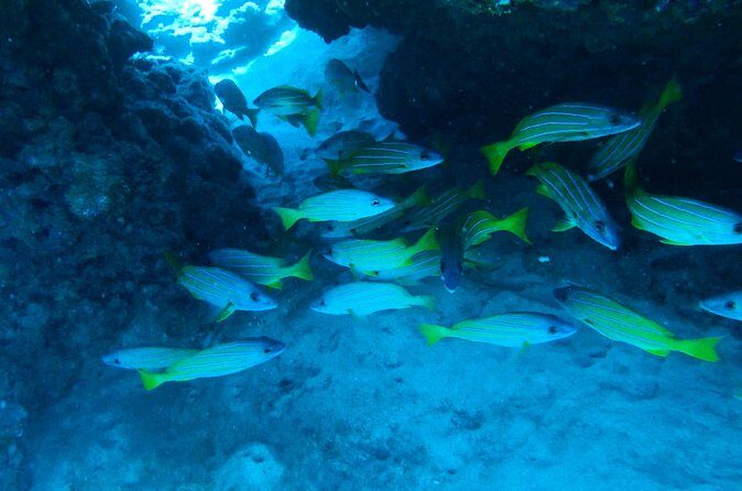 Semi -Private Snorkel Escursions in Lahaina, Maui - Why This Tour Is a Great Fit