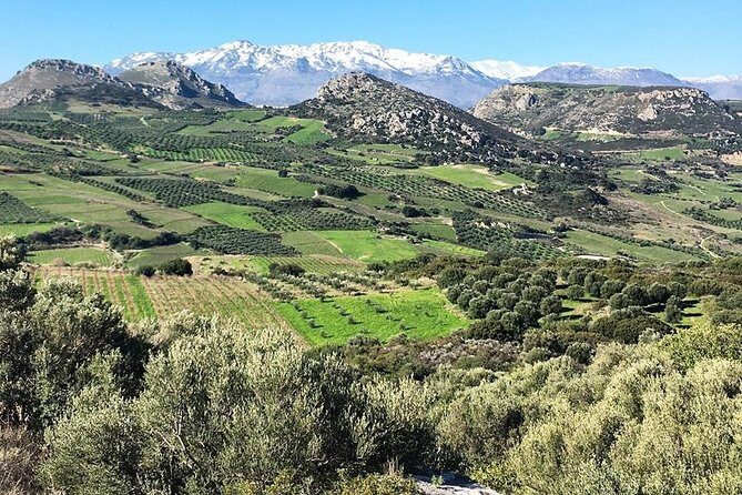 Semi Private Wine and Olive Oil tour (Transfer & Lunch Incl.) - Authentic Experiences from Traveler Reviews