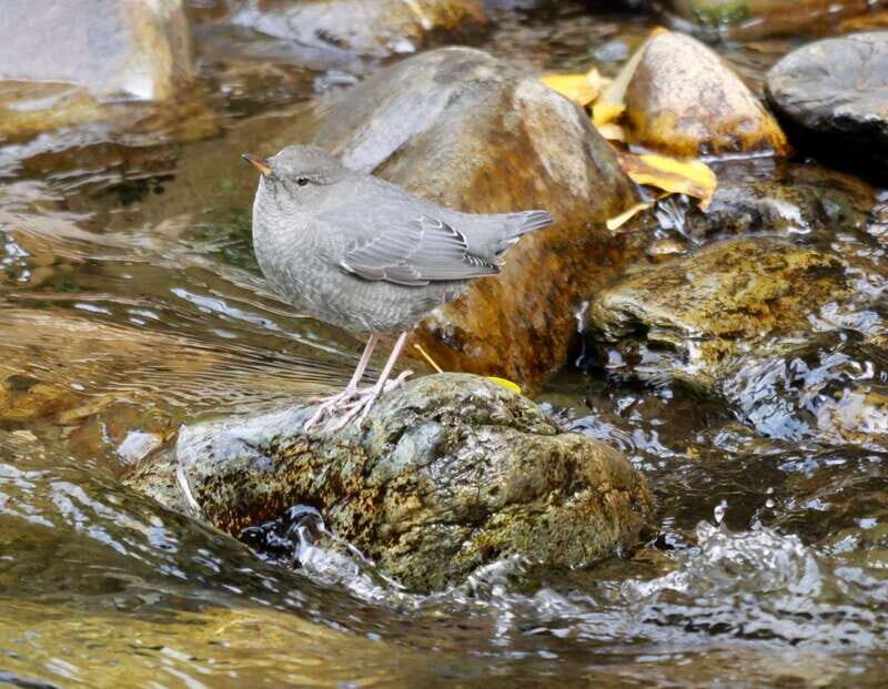 September 2025 British Columbia Rocky Mountain Birding Tour - An In-Depth Look at the British Columbia Rocky Mountain Birding Tour
