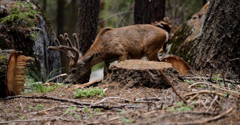 Sequoia National Park: Sherman Tree & Congress Trail Walk - FAQs