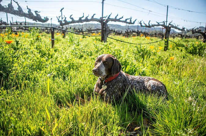 Serene and Romantic Wine Tasting Next to the Vines in Napa Valley - FAQ