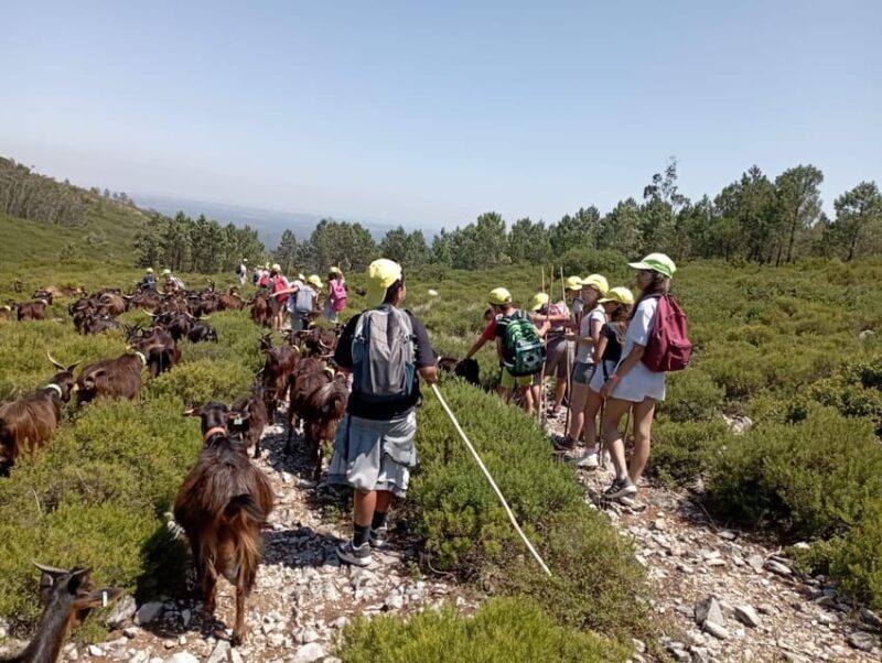Serra dos Candeeiros : Shepherd for a morning - Frequently Asked Questions