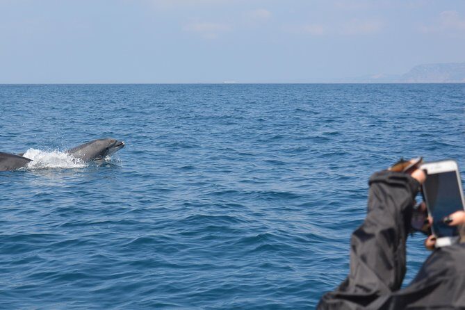 Sesimbra: Arrábida Dolphin and Whale Watching tour with biologist - FAQ