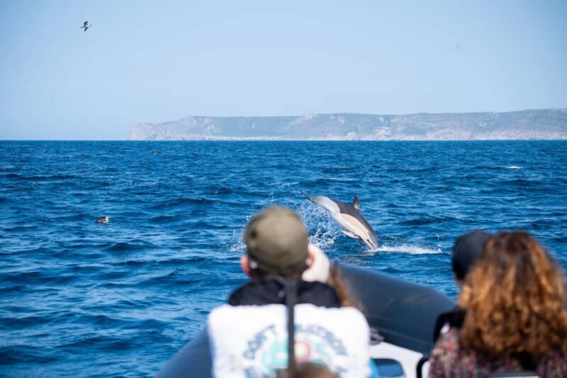 Sesimbra: Arrábida Dolphin and Whale Watching with Biologist - Key Points