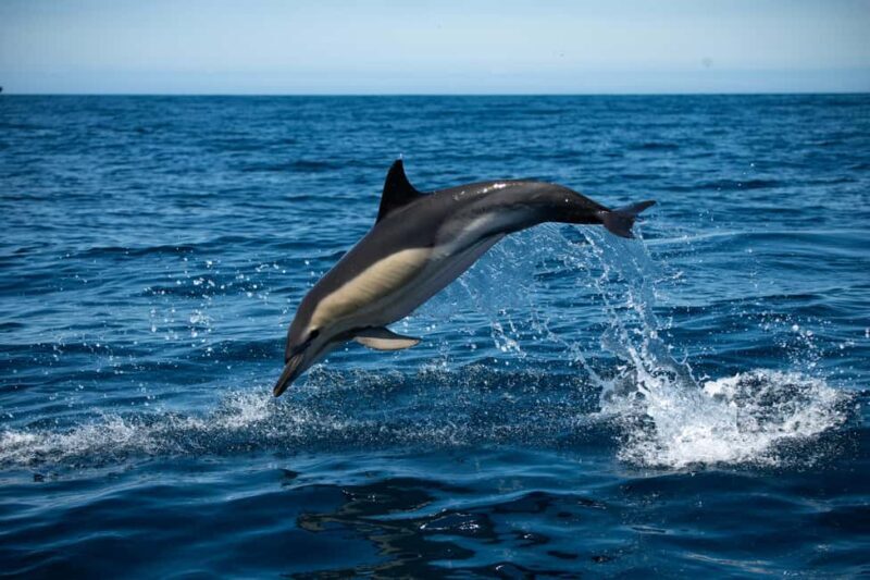 Sesimbra: Arrábida Dolphin and Whale Watching with Biologist - Practical Tips for Your Trip