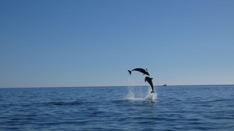 Sesimbra: Arrábida Dolphin and Whale Watching with Biologist - Who Will Love This Experience?