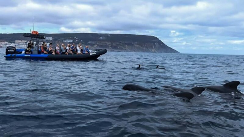 Sesimbra: Arrábida Dolphin and Whale Watching with Biologist - FAQ