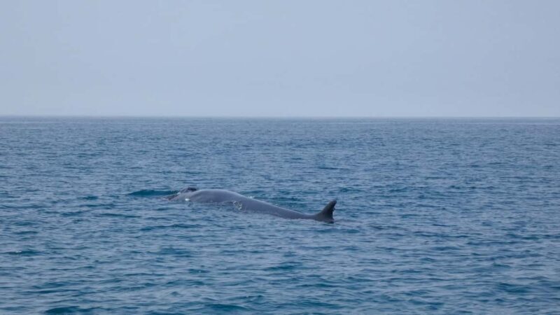 Sesimbra: Arrábida Dolphin and Whale Watching with Biologist - Final Thoughts