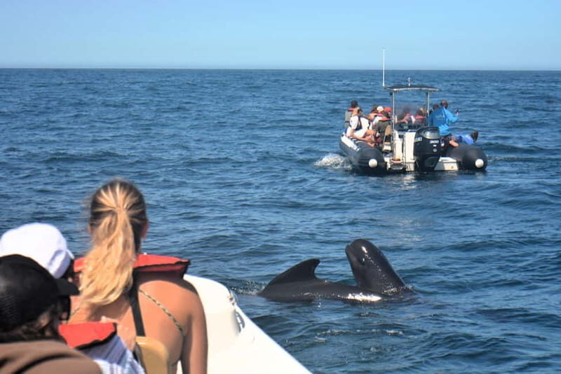 Sesimbra: Dolphin and Whales Watching with Biologist Guide - Who Should Consider This Tour?
