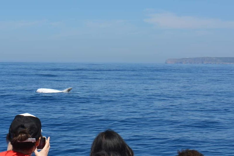 Sesimbra: Dolphin and Whales Watching with Biologist Guide - Frequently Asked Questions