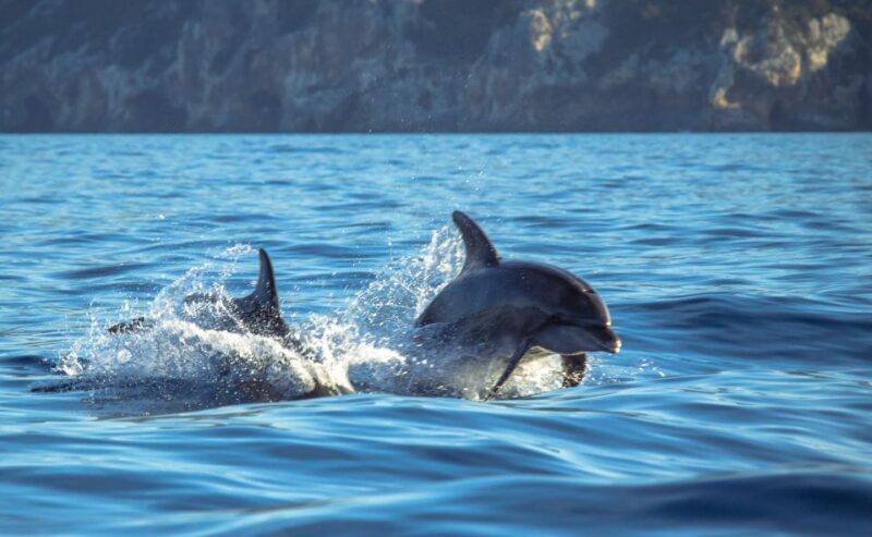 Sesimbra: Dolphin Watching with a marine biologist - The Experience in Detail