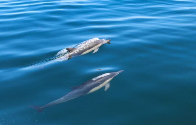 Sesimbra: Dolphin Watching with a marine biologist - Why This Tour Is Worth Considering