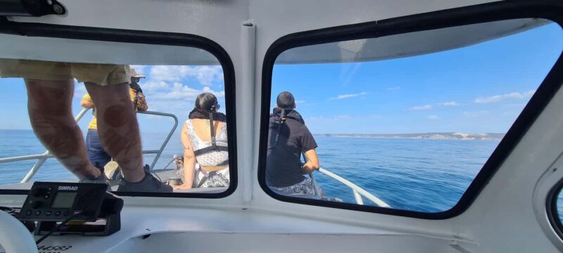 Sesimbra: Dolphin Watching with a marine biologist - Who Should Book This Tour?