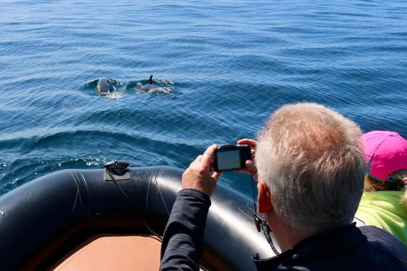 Sesimbra: Dolphin watching with marine biologist - An In-Depth Look at the Sesimbra Dolphin Watching Tour
