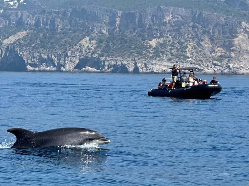 Sesimbra: Dolphin watching with marine biologist - Authentic Experiences from Reviewers