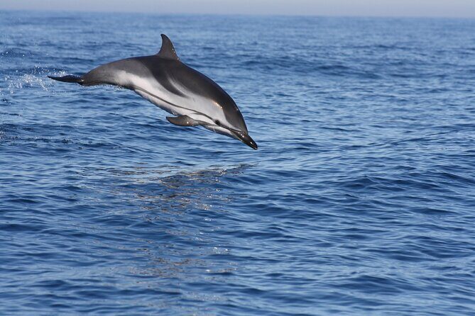 Sesimbra Observation of Dolphins with Biologist in Marine Park - Key Points  