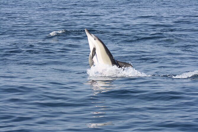 Sesimbra Observation of Dolphins with Biologist in Marine Park - A Closer Look at the Experience in Sesimbra