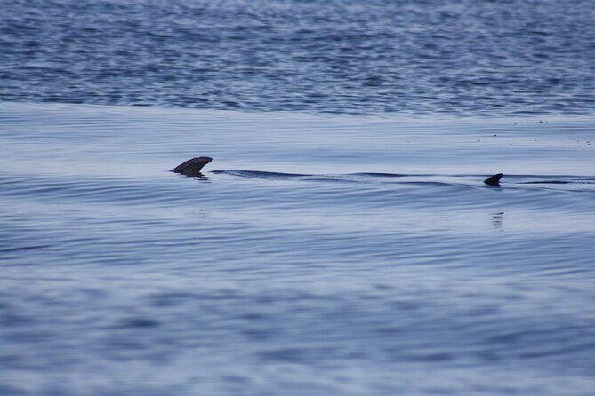 Sesimbra Observation of Dolphins with Biologist in Marine Park - Frequently Asked Questions