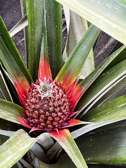 Sete Cidades & Fire Lake: Full-Day Tour with Pineapple plant - An In-Depth Look at the São Miguel West Coast Tour