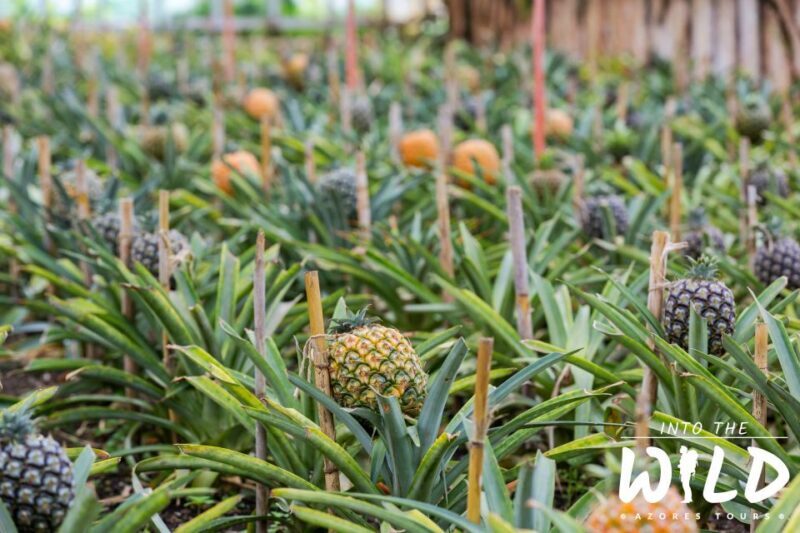 Sete Cidades & Lagoa do Fogo - Full-Day Tour - Things to Keep in Mind