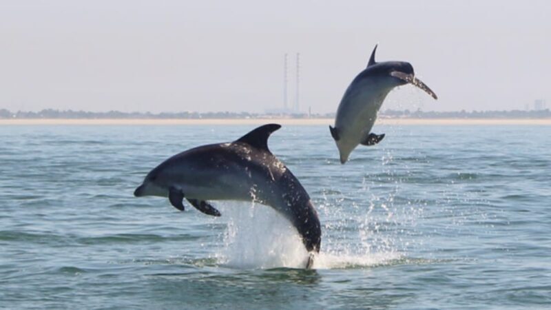 Setúbal and Tróia: Dolphin Watching and Arrábida Bays - What the Dolphin Encounter Is Like
