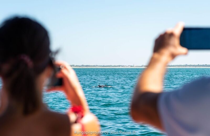 Setúbal: Dolphin Watching Boat Tour - Key Points