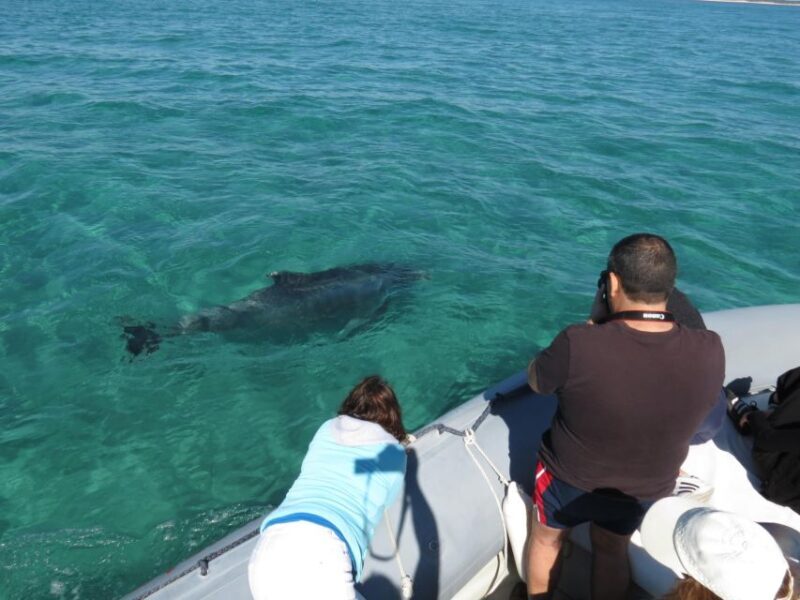 Setúbal: Dolphin Watching Boat Tour - Who Will Love This Tour?