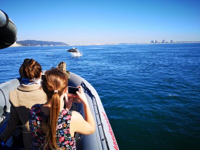 Setúbal: Dolphin Watching Boat Tour - The Sum Up