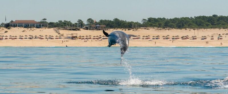 Setúbal: Dolphin Watching Boat Tour - FAQs