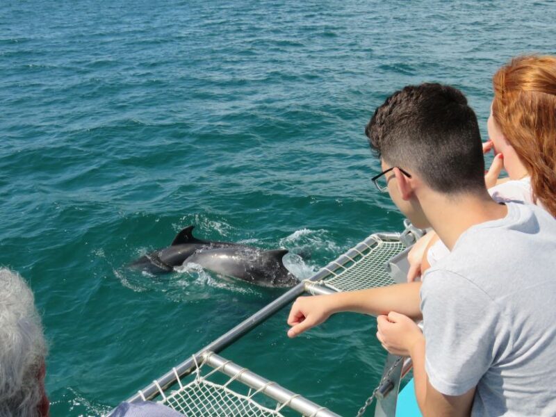 Setúbal: Dolphin Watching Tour - Engaging Meta Description