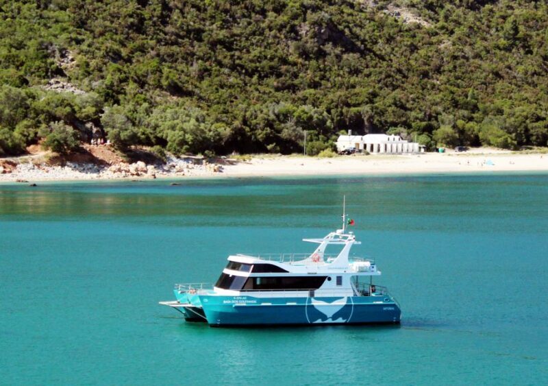 Setúbal: Dolphin Watching Tour - Introduction