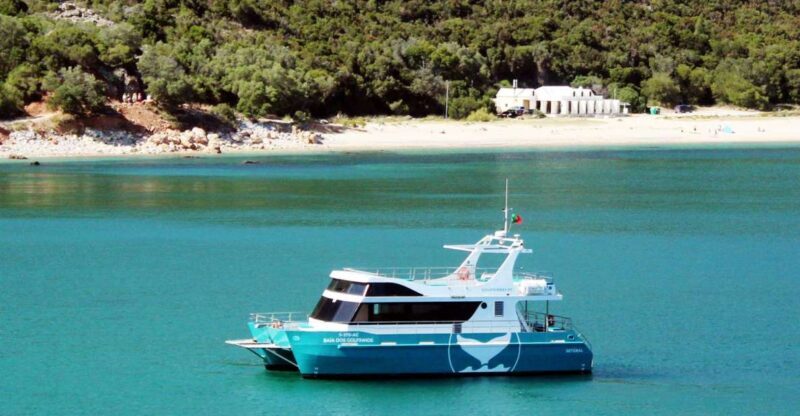 Setúbal: Dolphin Watching Tour - What to Expect During the Tour