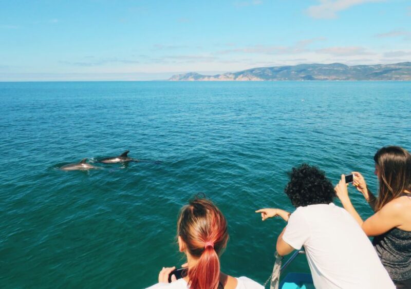 Setúbal: Dolphin Watching Tour - Frequently Asked Questions