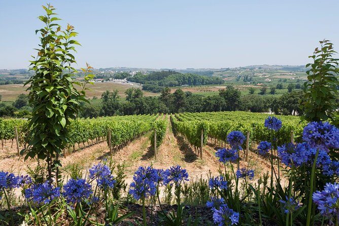 Setúbal Wine Tour with Visit and Tasting at 2 Wineries - Authenticity & Overall Feel